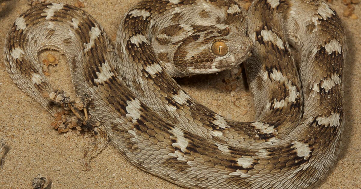 Las Serpientes Más Letales Del Mundo - Te Pongo a Pensar